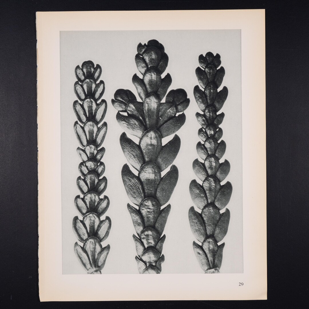 1929 - JAPANESE CEDAR – Karl Blossfeldt Photogravure From Natural Art ...