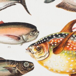 Coryphaena: Ray's Bream, Opah, Cornish Fish, Louvar and Black Fish ...