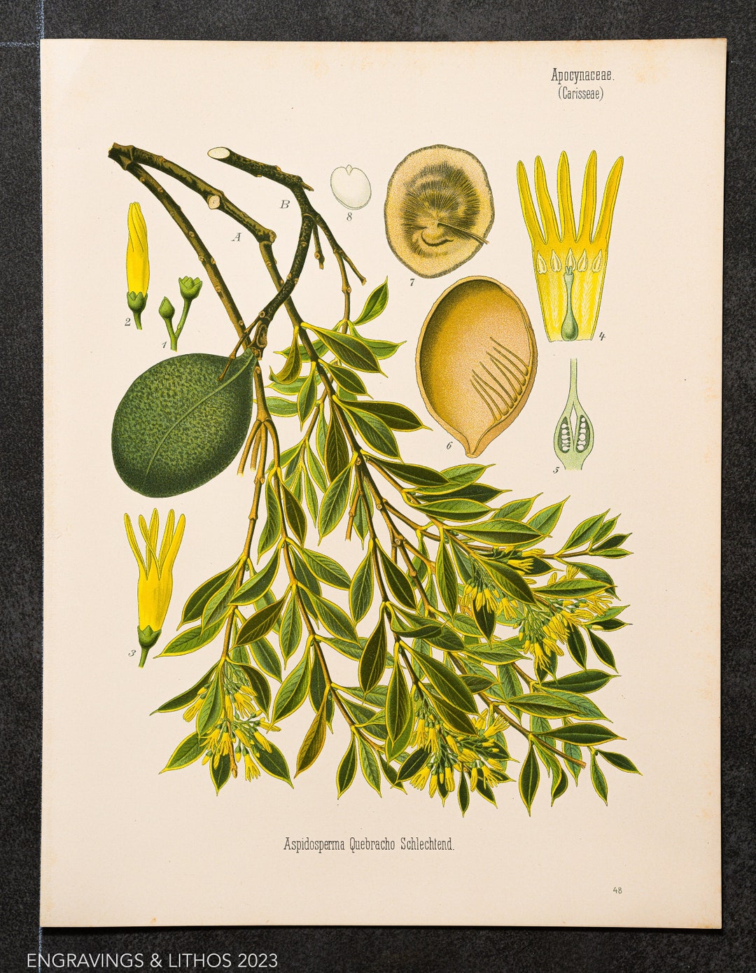 White Quebracho - Very Rare - Exquisite Original Print Out of "köhler's ...