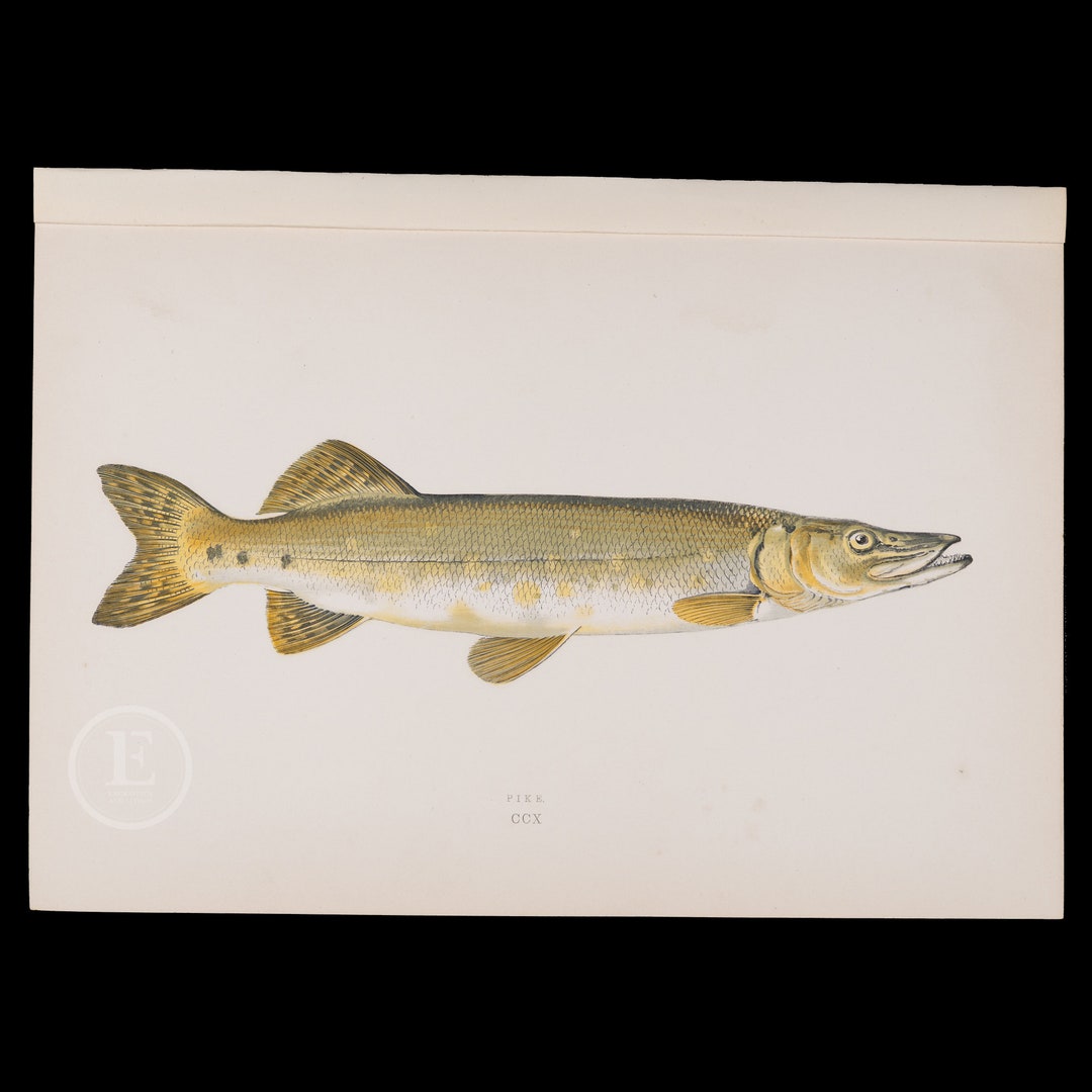 PIKE - Lithograph 1884, London for "history of the Fishes of the ...