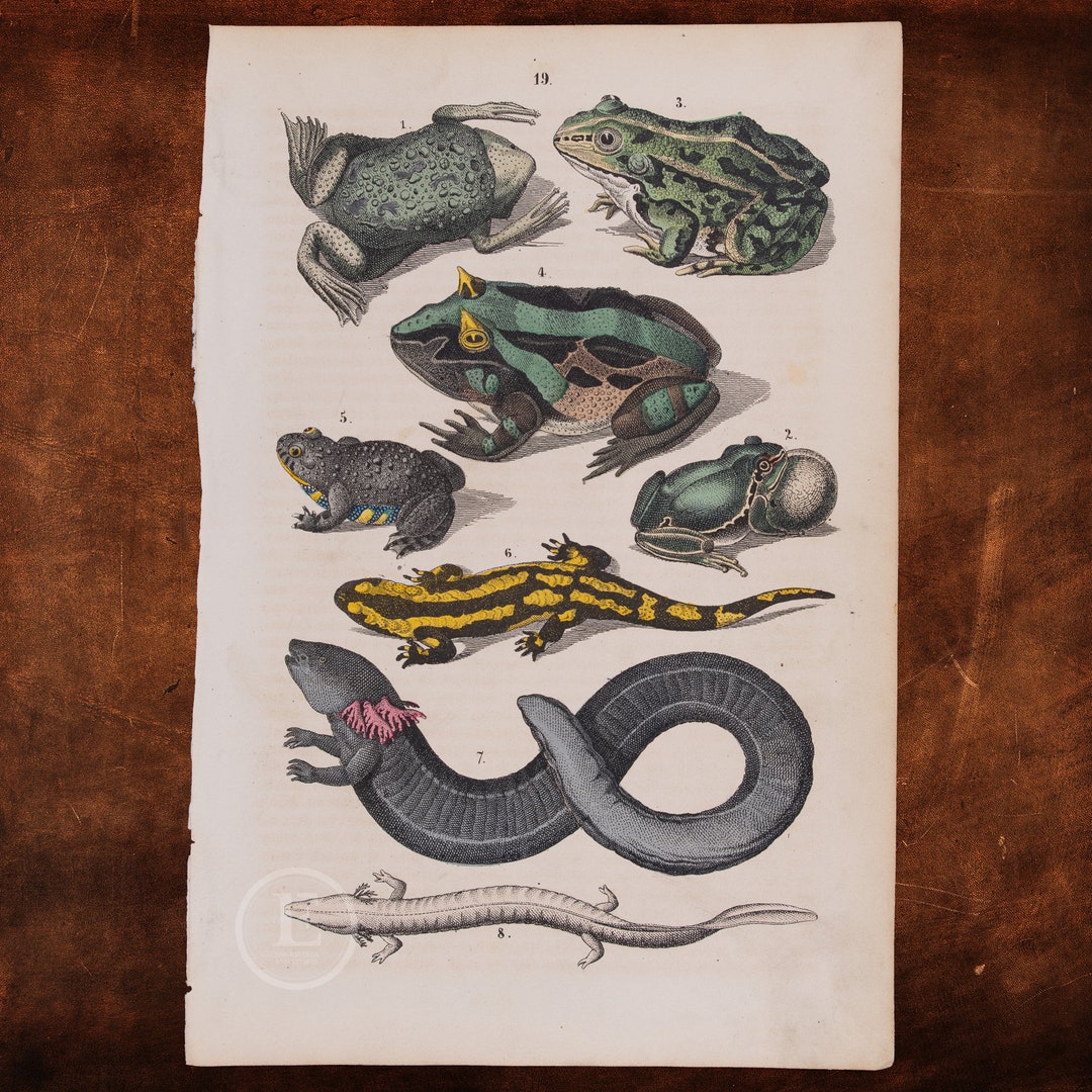 1866 Surinam Toad, Frogs, Fire Salamander, Lizard, Chameleon, Siren ...