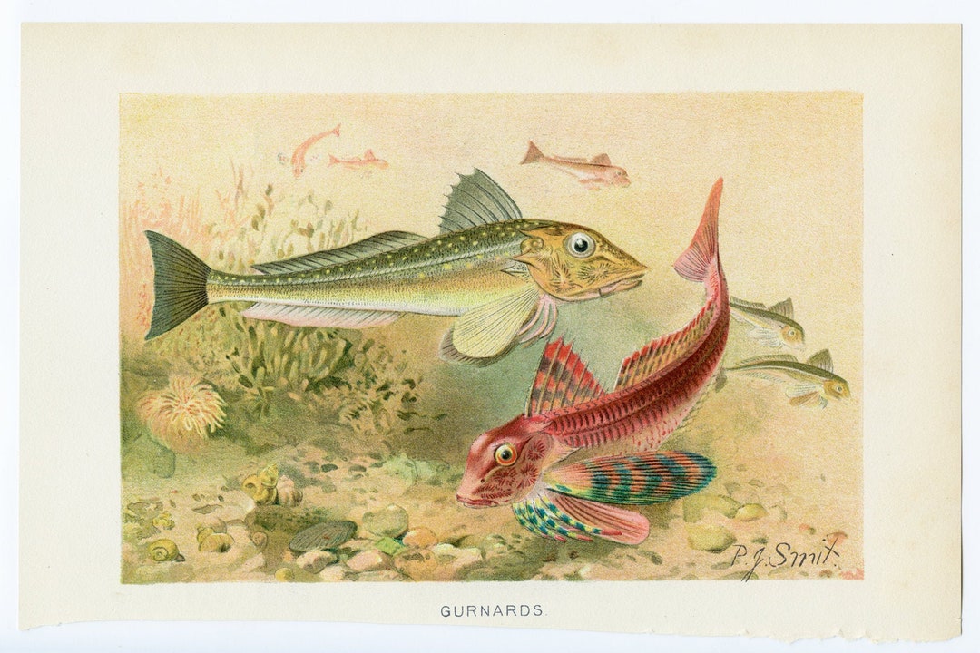 GURNARDS Original color lithography from The Royal Natural History 1896 ...