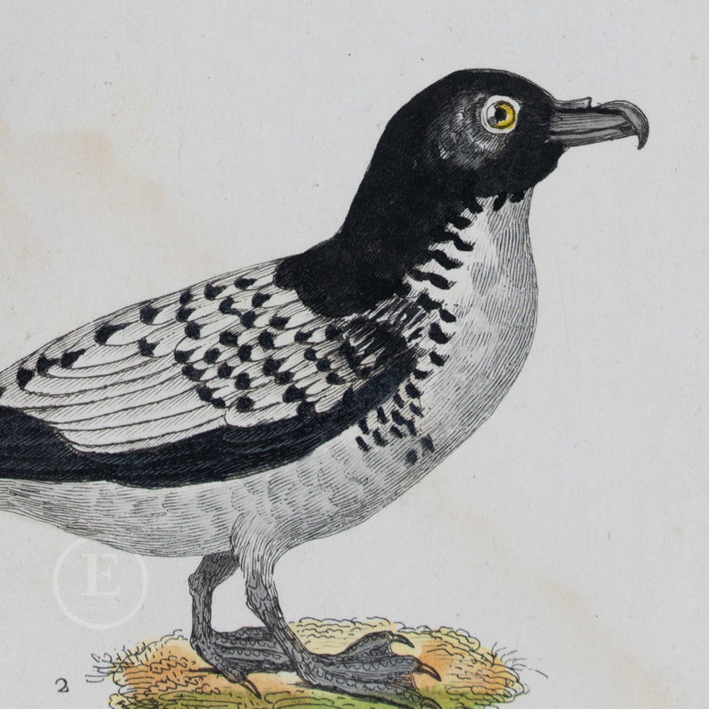 1829 - Petrel, Storm Bird and Damier Bird – Hand-colored Steel ...