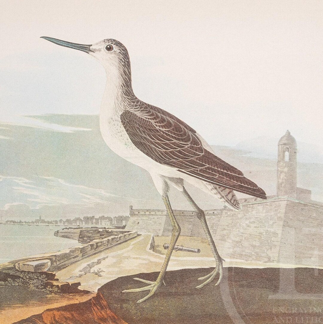 1937 Wilson's Petrel and Green-shank From "john James Audubon Birds of ...