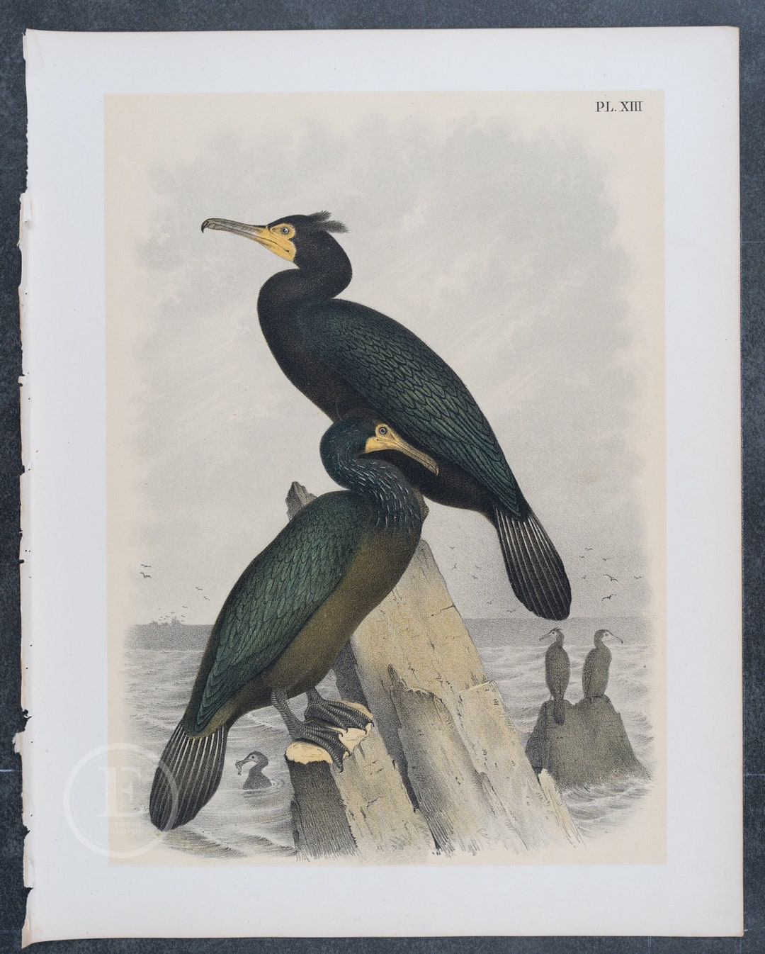 1878 Double-crested Cormorant Bird . Original Print Chromolithograph ...