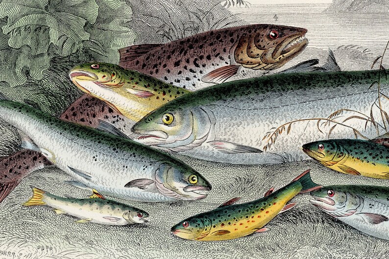 Fish: Salmon, Salmon Trout, Trout, Lake Trout, River Trout - Rare ...