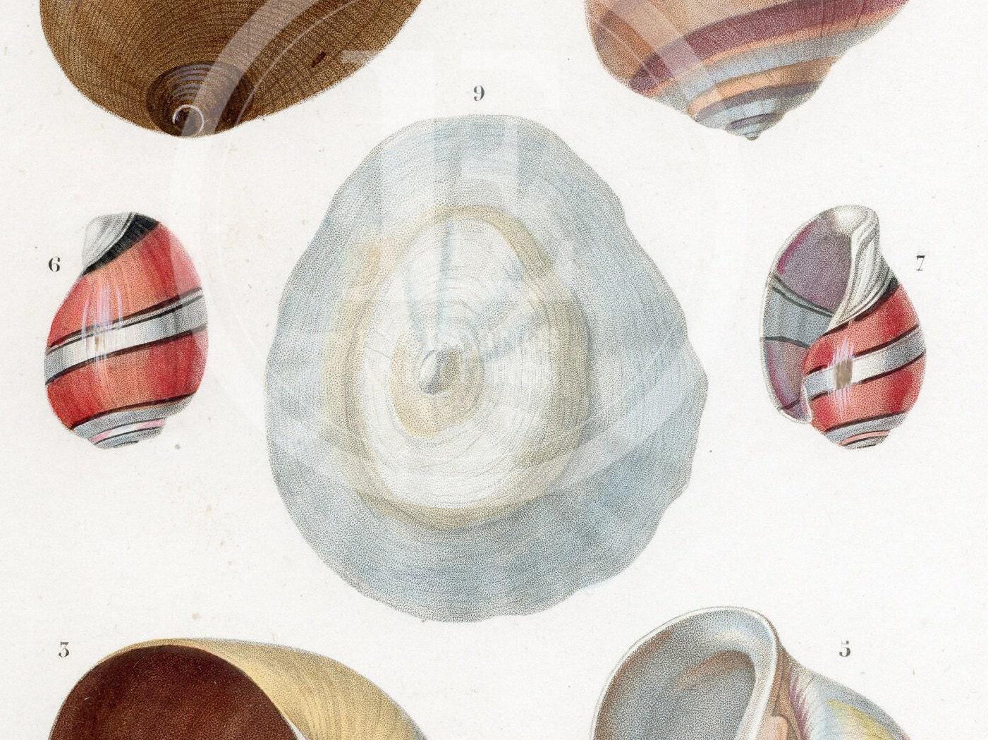 1849 - Sea Slug, Shark Eye, Moon Snail, Sea Hare – D’orbigny Natural ...