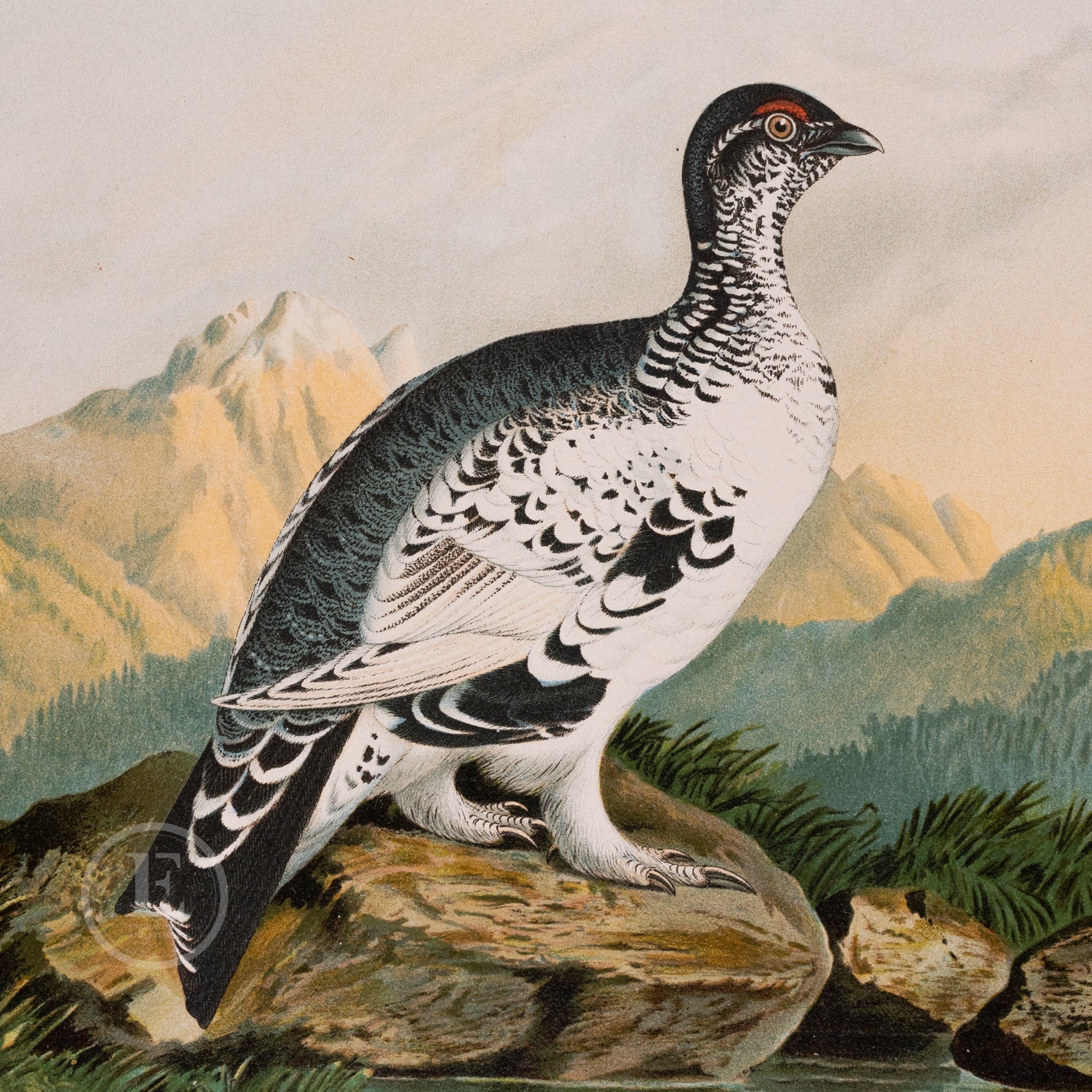 Hybrid Between a Black Grouse and a Willow Ptarmigan - Big ...