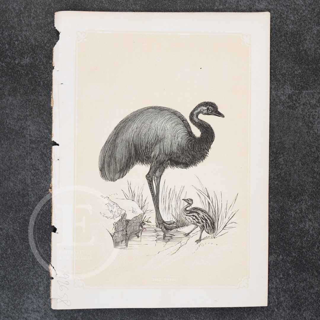 1840s Emu and Chick Print: Original Oliver Goldsmith Bird Art - Etsy