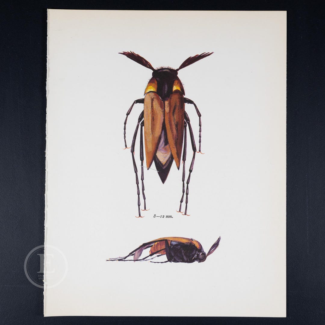 WASP NEST BEETLE - Color Offset Vintage Lithography of Beetles From the ...