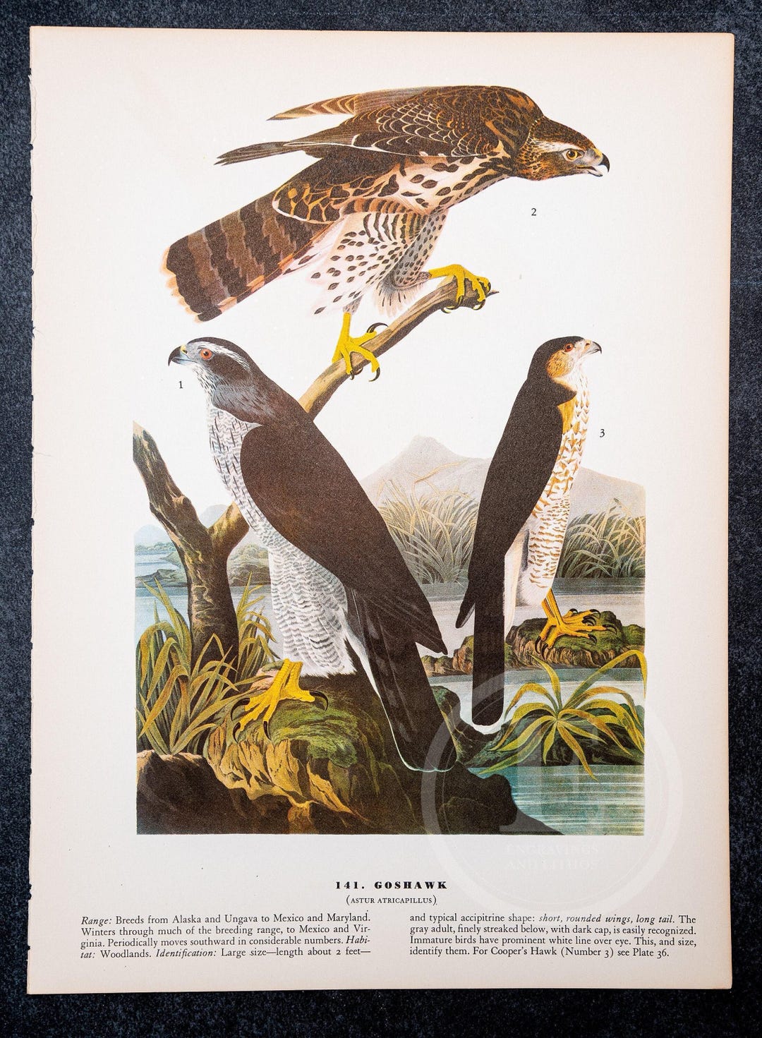 1937 - Goshawk and Sparrow Hawk – Vintage Audubon Bird Print - Etsy
