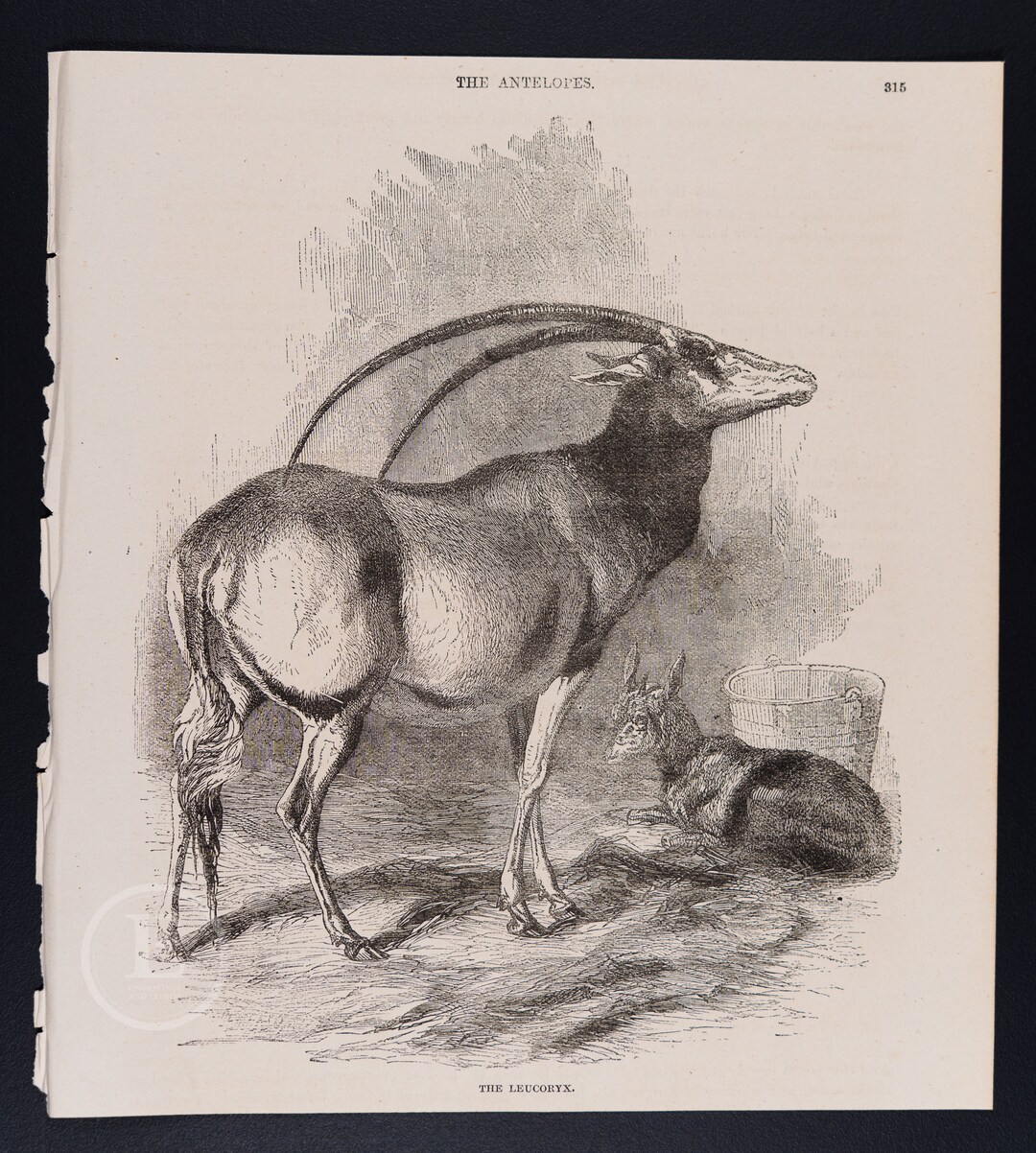 1857 Arabian Oryx - Original Steel Engraving From Cassell's Popular ...