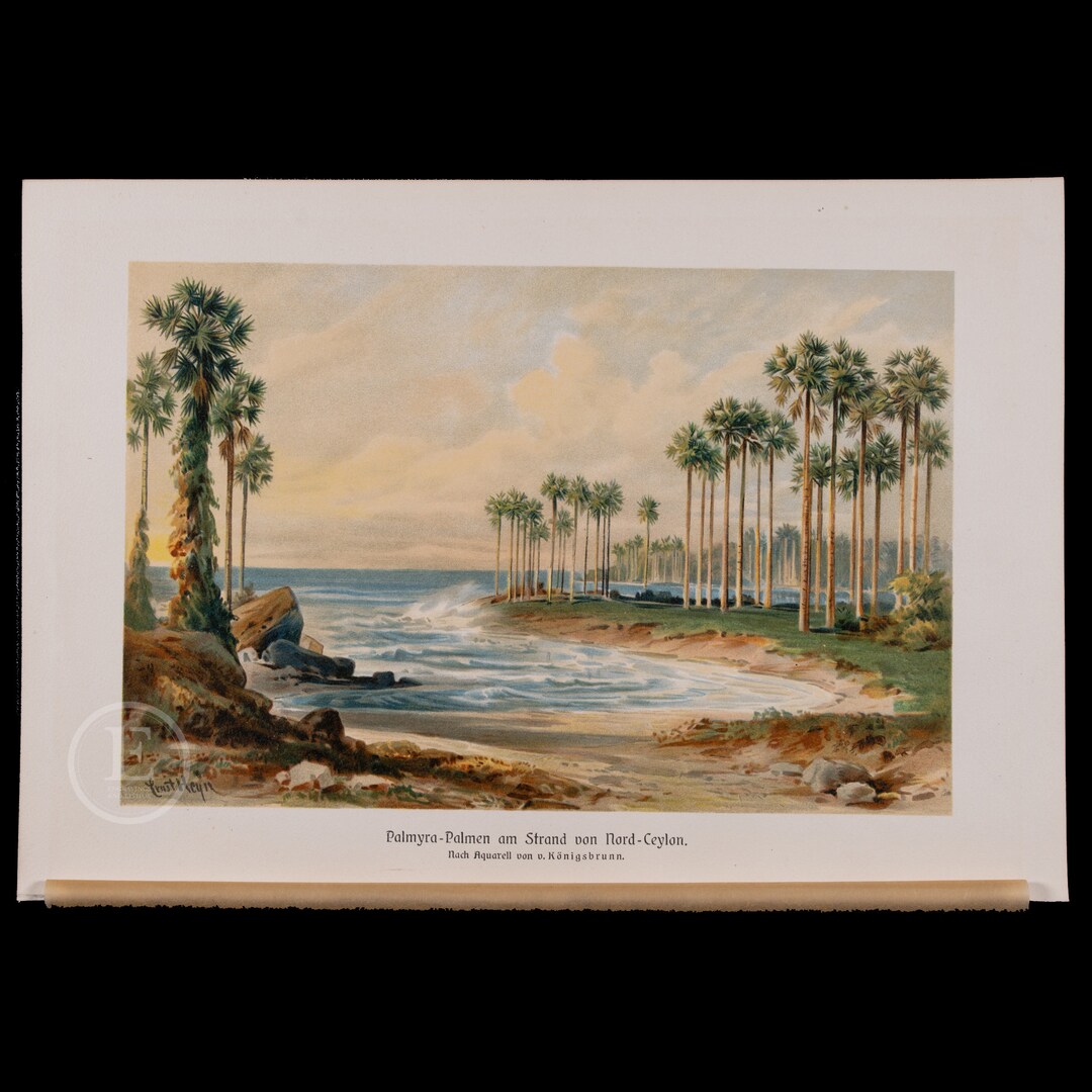 1916 Palmyra Palms on the Beach of North Ceylon - Original ...