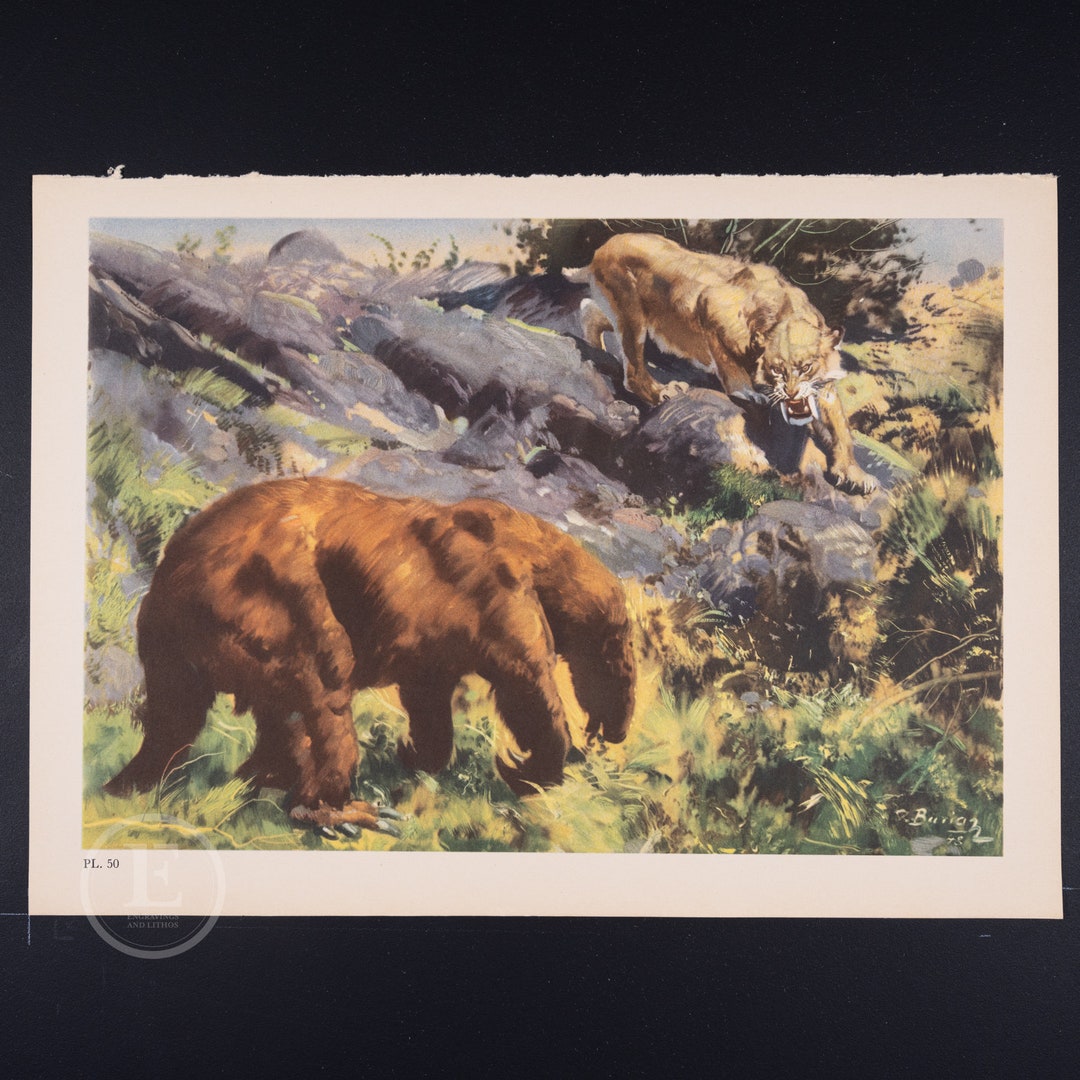 Nothrotherium: Medium-sized Ground Sloths - Original Vintage Lithograph ...