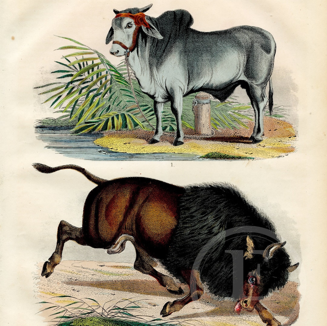1854 Extinct Domestic Cattle, Zebu - Rare Plate - Hand Colored Original ...