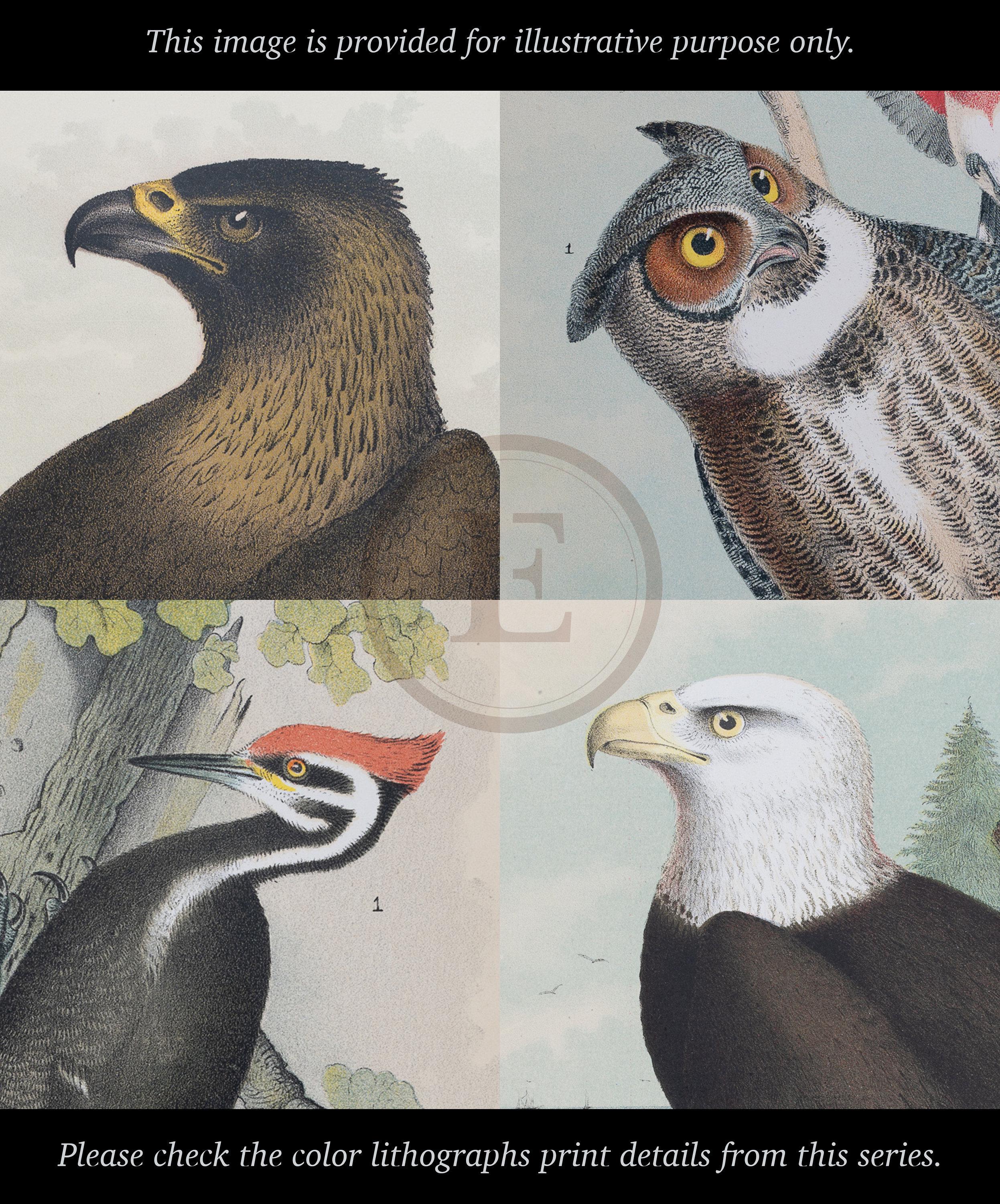1878 Double-crested Cormorant Bird . Original Print Chromolithograph ...