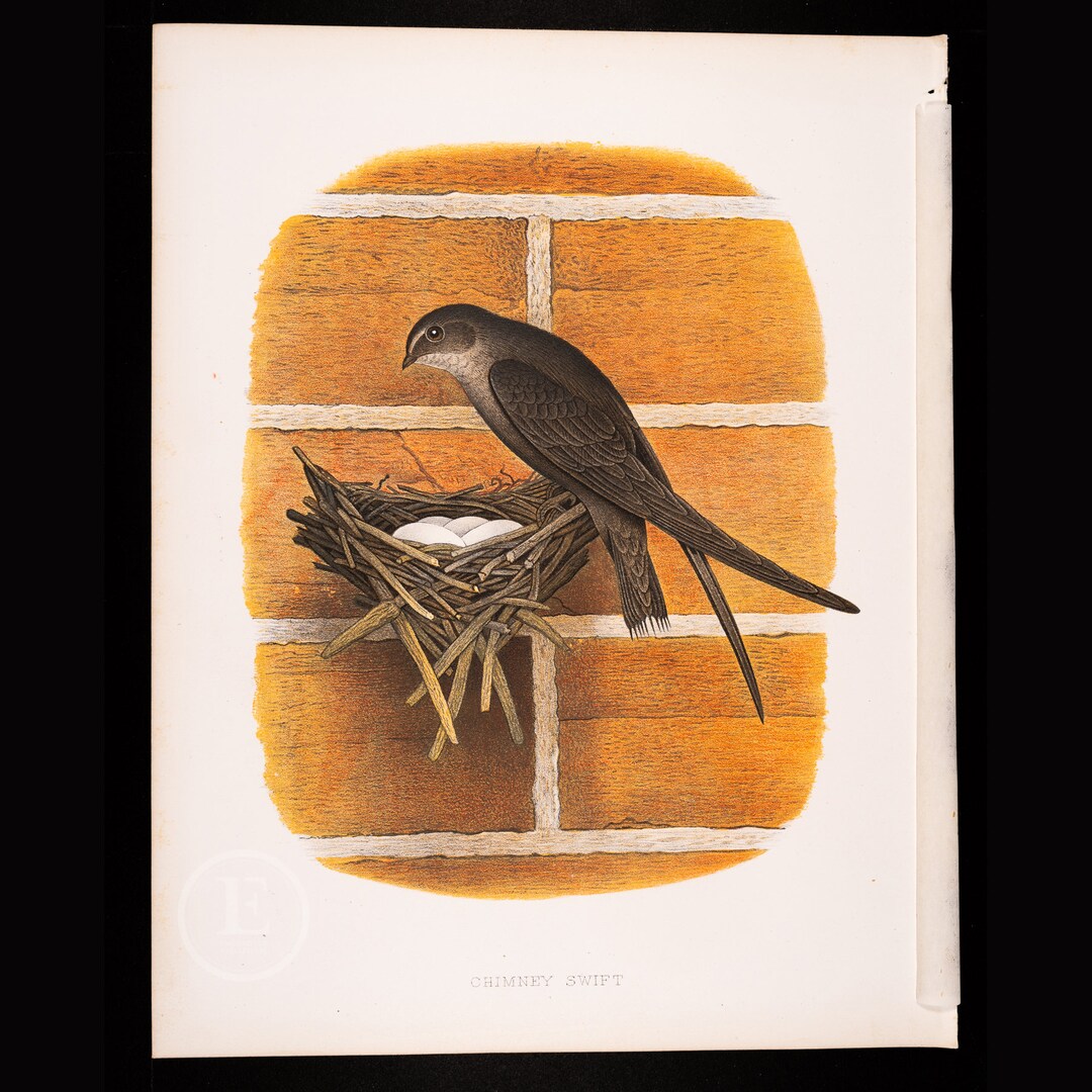 Chimney Swift, Its Nest and Eggs - Beautifully Chromolithographed Print From Nests and Eggs of ...