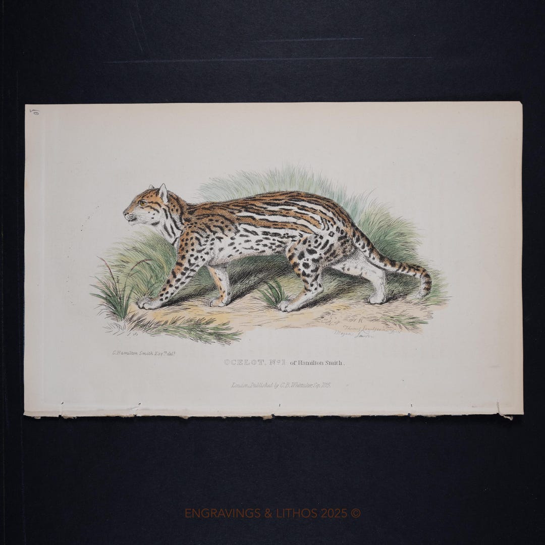 1827 OCELOT (wildlife Illustration), Hand-colored Engraving From a ...