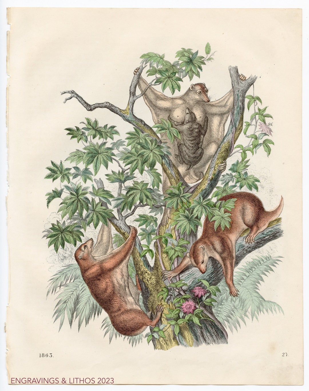 1863 Spectral Bats - Rare Plate "book of the World" - Hand Colored ...