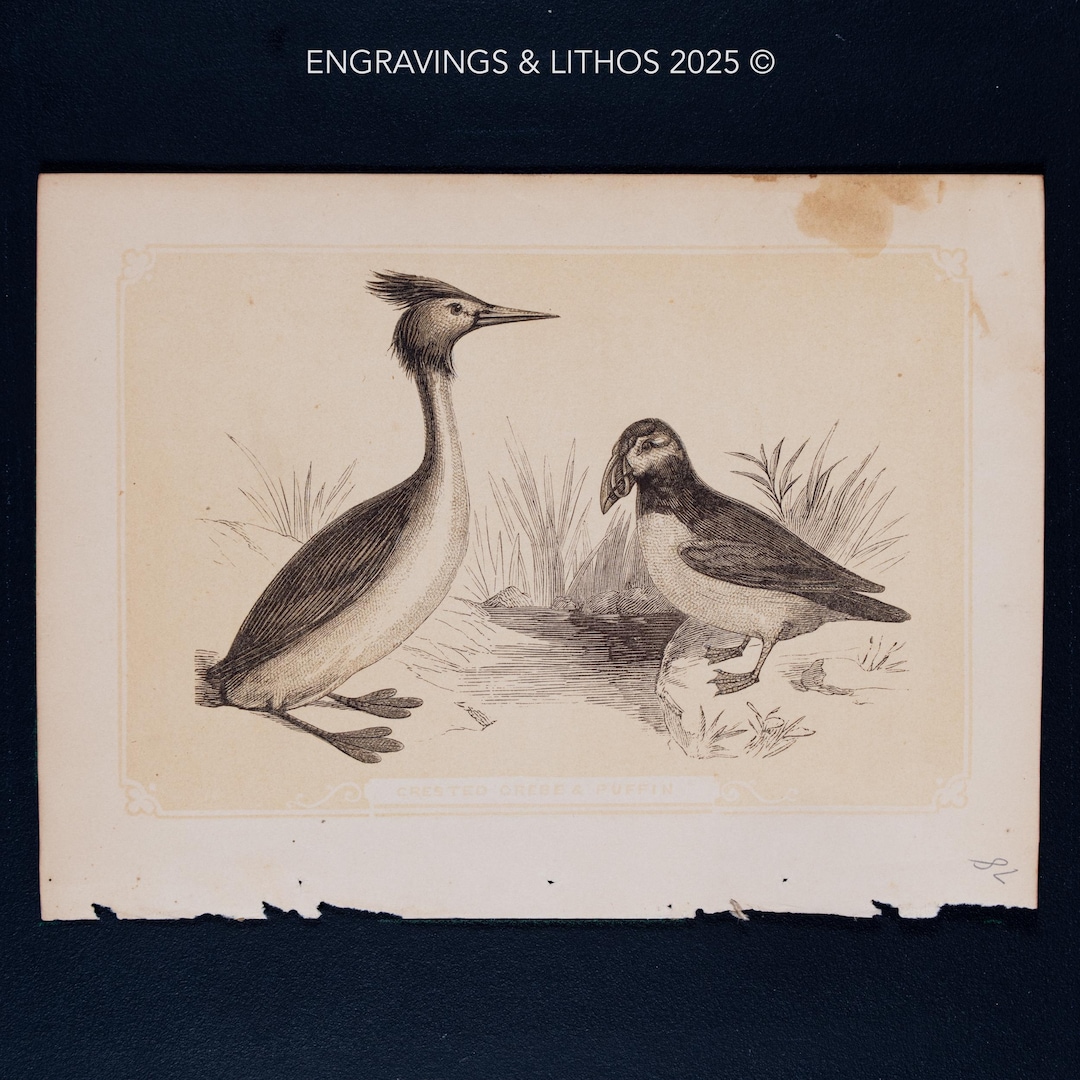 1851 CRESTED GOOSE & PUFFIN – Antique Lithograph – Original the Natural ...