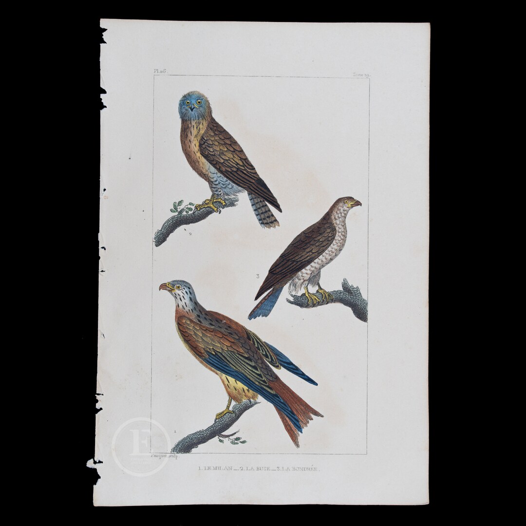 1829 - Buzzard, Honey Buzzard and Red Kite – Hand-colored Steel ...