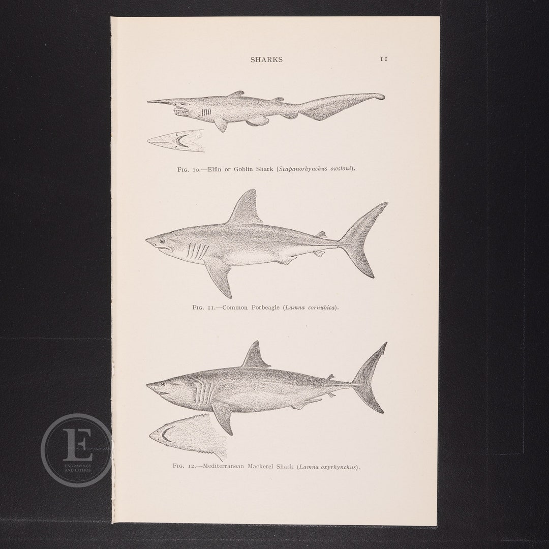 Sharks: Elfin, Common Porgeable and Mackerel - Original Color Vintage ...