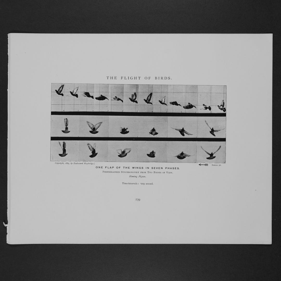 1902 - the FLIGHT of BIRDS - Wing Motion Study - Collotype From E ...