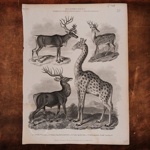 DEERS: Reindeer, Stag Hart, Spotted Axis and Northen Giraffe - Original ...