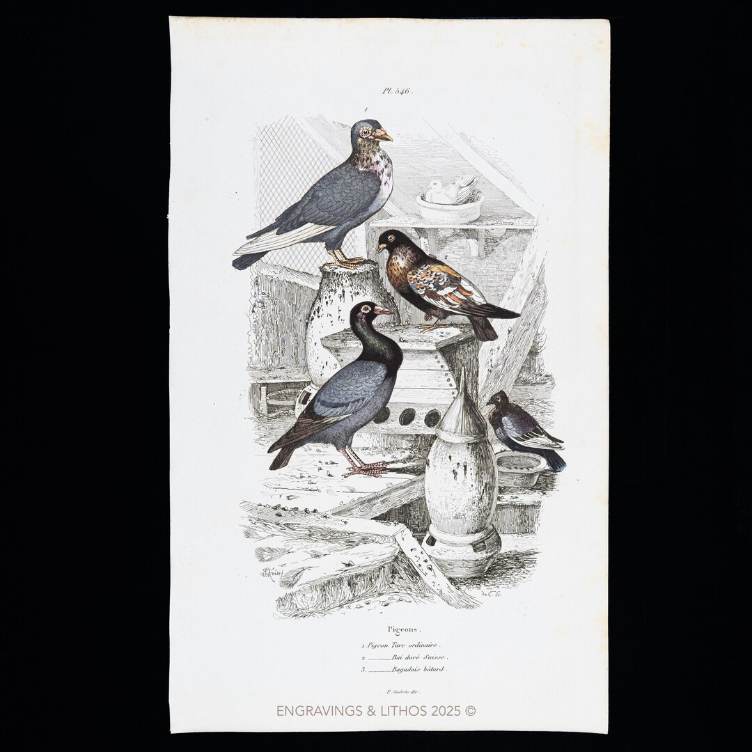 1846 TURKISH and SWISS PIGEONS– Original Engraving From Guerin Natural ...