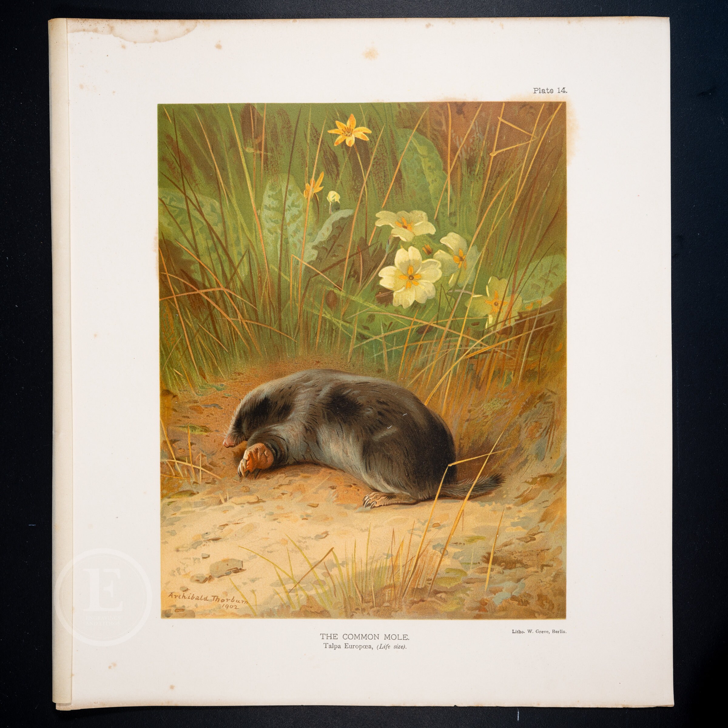 COMMON MOLE / Authentic Chromolithograp Print "the Mammals of Great ...