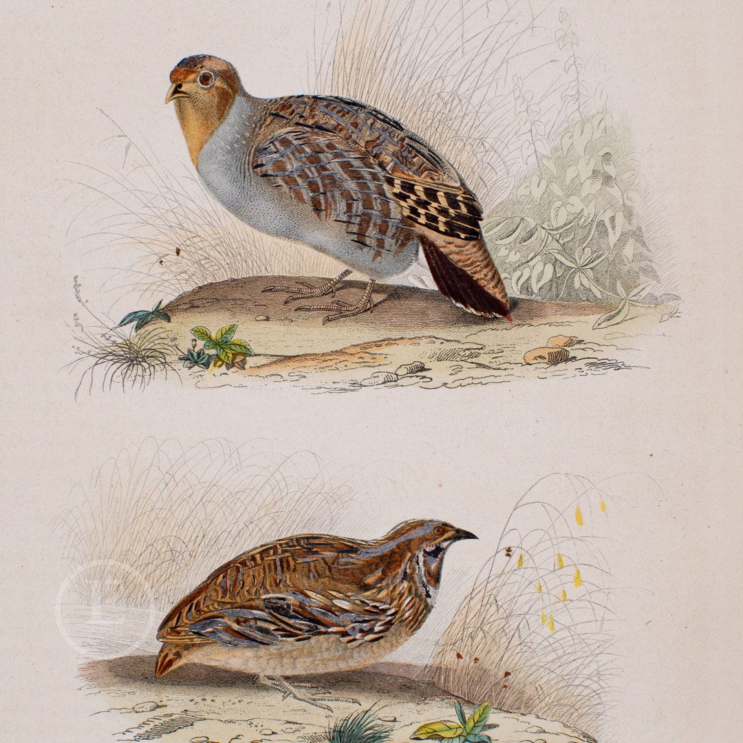Grey Partridge and Common Quail / Authentic Steel Engraving and Hand ...