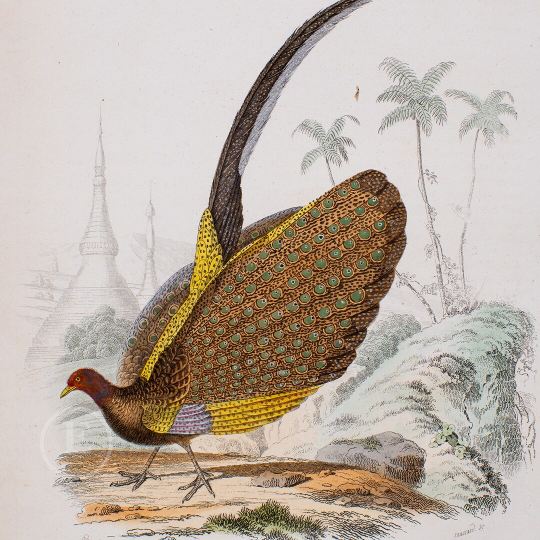 GREAT ARGUS MALE / Authentic Steel Engraving and Hand-colored Ouvres De ...
