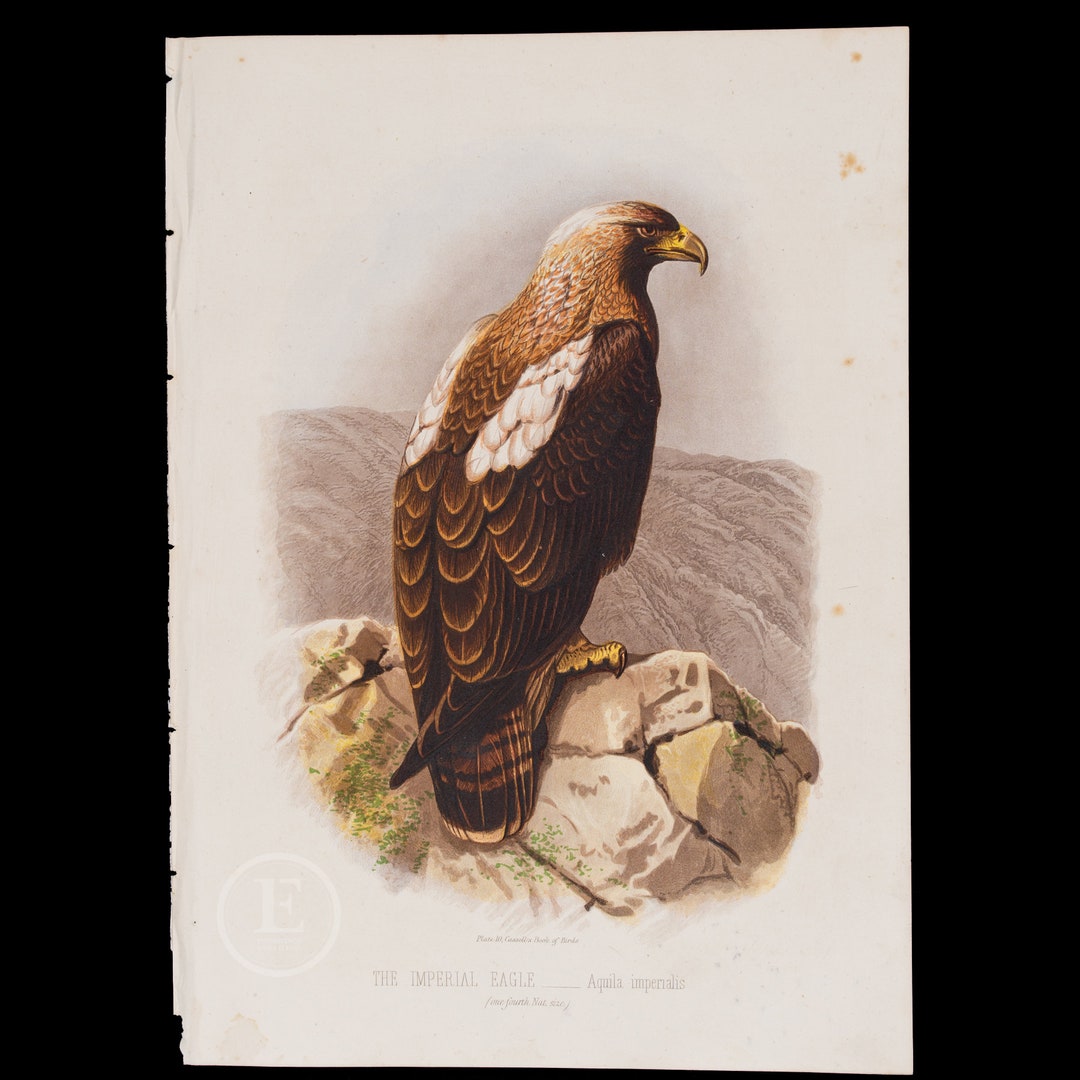 THE IMPERIAL EAGLE - Very Rare Original Chromolithographs Cassell's ...
