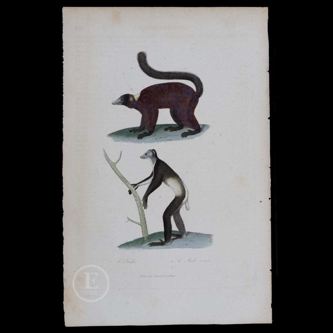 1840 INDRI and RED LEMUR - Hand-colored Steel Engraving With Gum Arabic ...