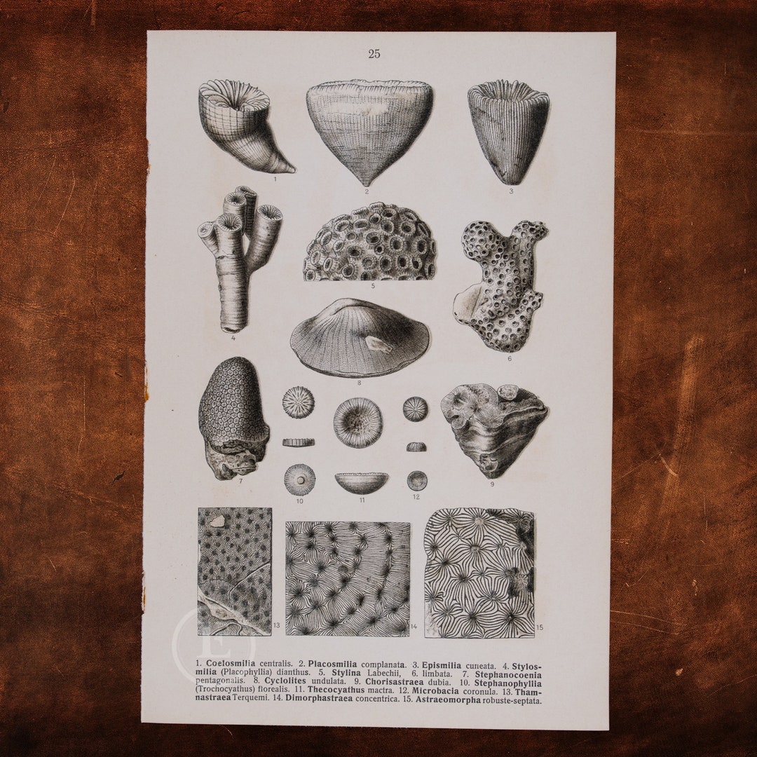 ANCIENT MARINE FOSSILS- Corals: Central, Flat, Wedge, Limbed, Fiery ...