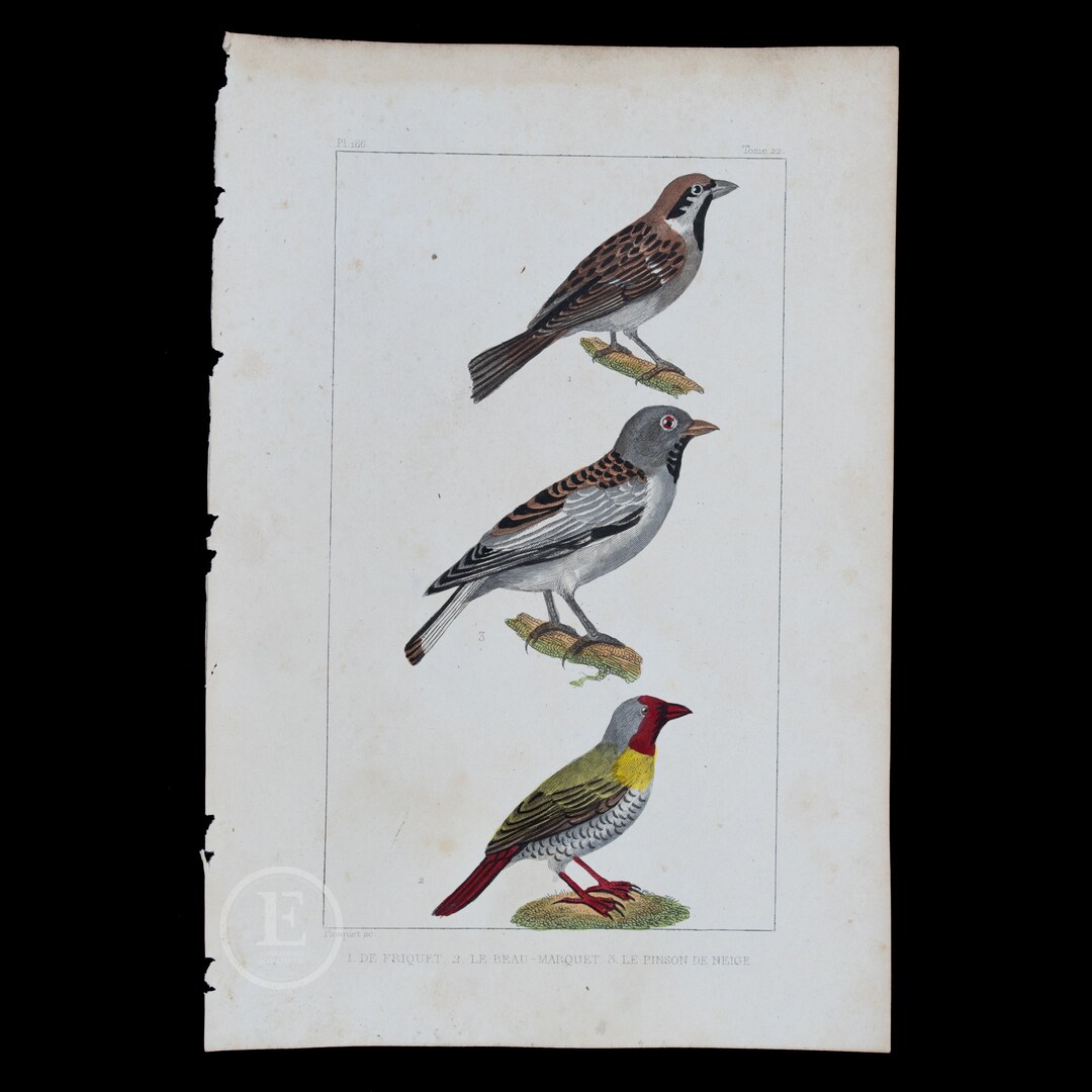 1829 - Eurasian Tree Sparrow, Snow Finch and Red-billed Dove ...