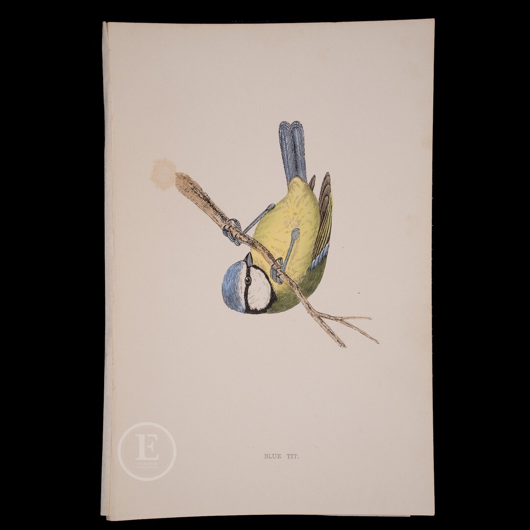 BLUE TIT - British Birds - Original Colored Engraving 1856, Ornithology ...