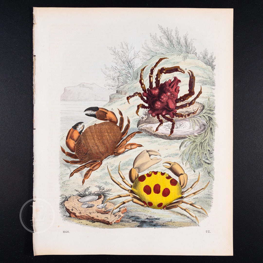 1856 Different Types of Crabs Very Rare Plate From book of the World ...