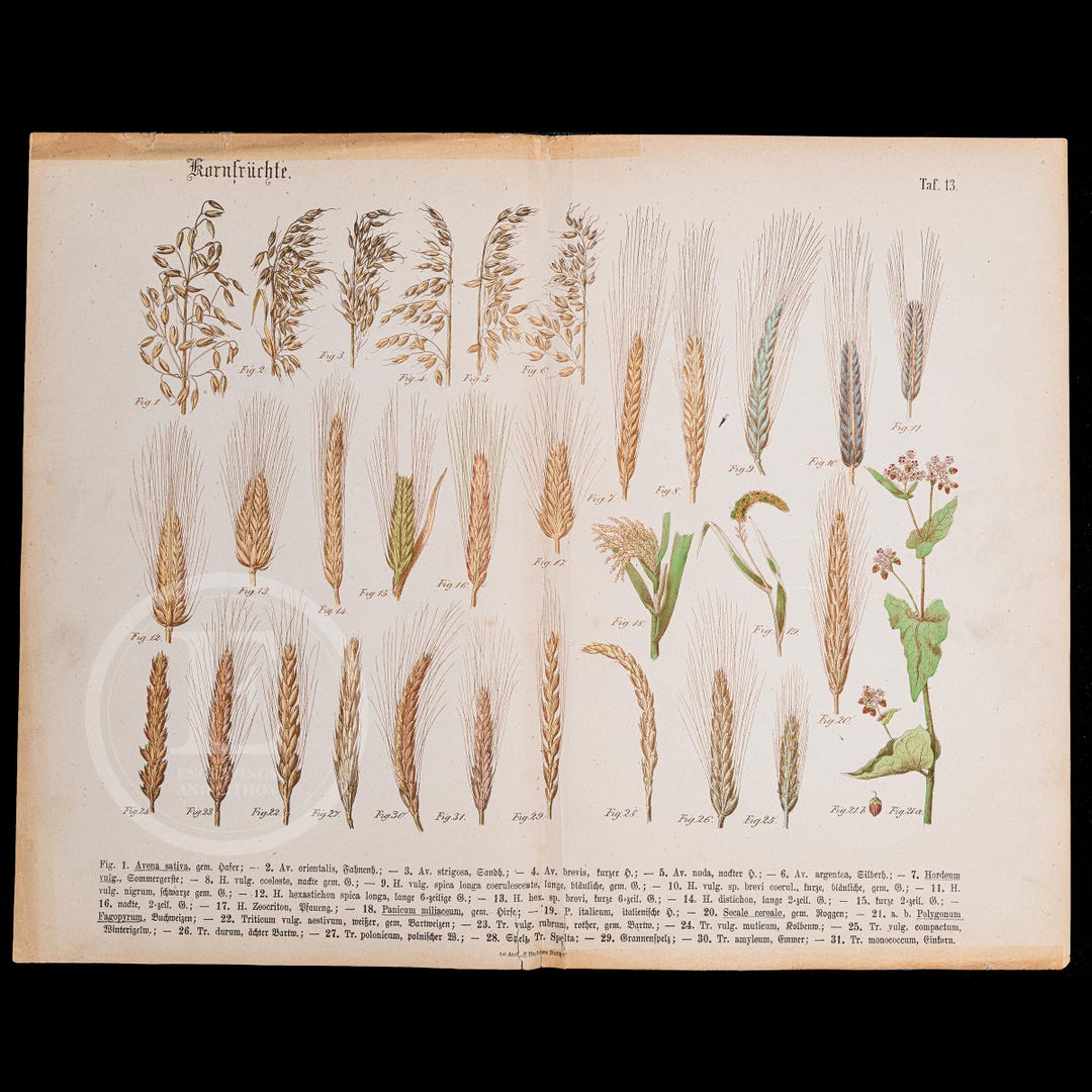 THE GRAIN CROPS - Original Print Out of the Book "praktischen ...