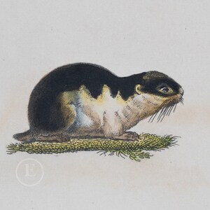 1829 Mongoose, Lemming and Arctic Fox / Authentic Steel Engraving From ...