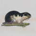 1829 Mongoose, Lemming and Arctic Fox / Authentic Steel Engraving From ...