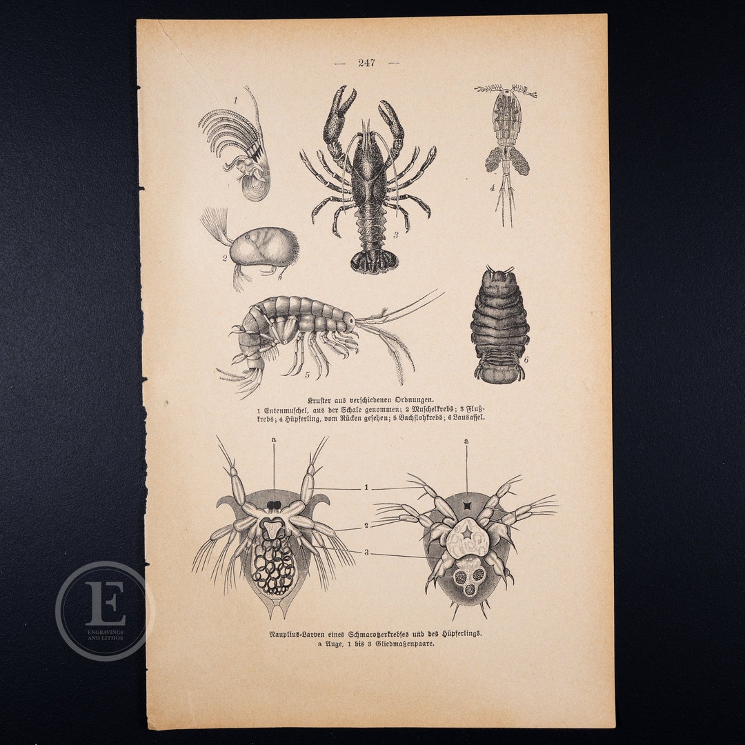 Various Orders of Crustaceans - Original Black and White Lithography ...