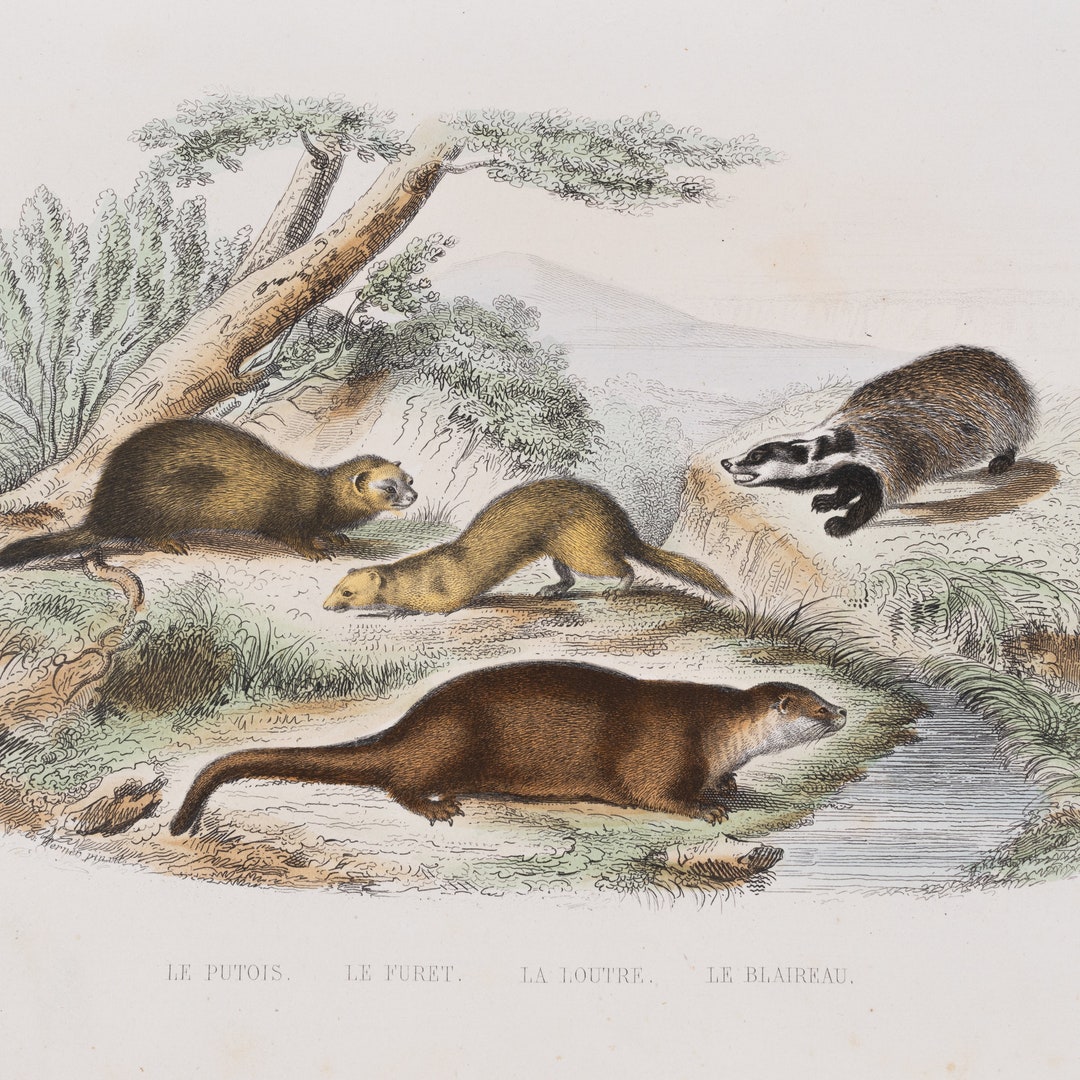 The Polecat, the Ferret, the Otter, the Badger / Hand-colored Plate ...