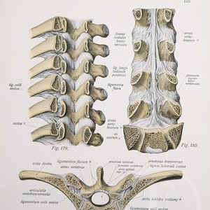 Costovertebral Joints / Spine and Rib Joints / Human Anatomy ...