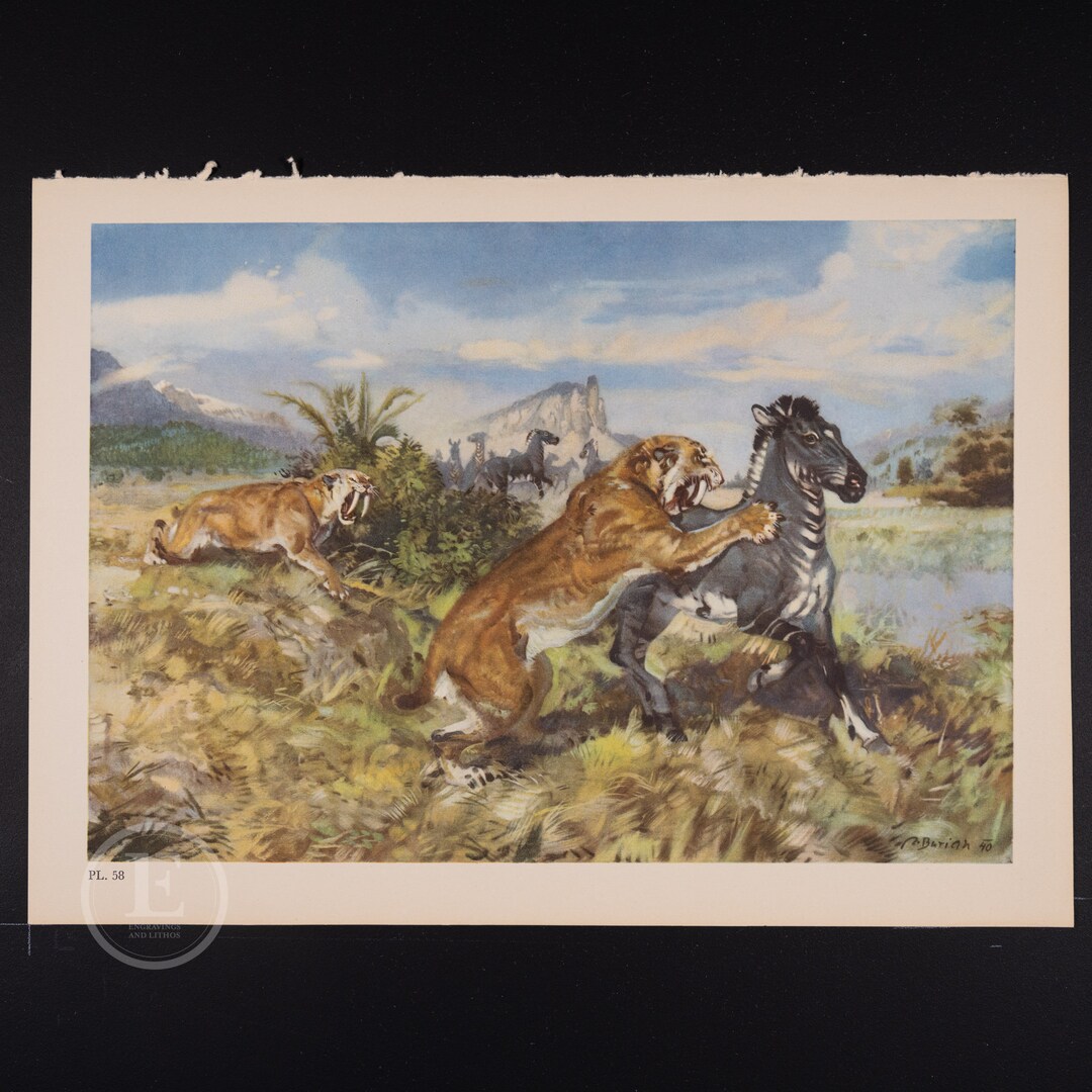 Machairodus: Sober-toothed Cat From the Late Miocene Epoch Original ...