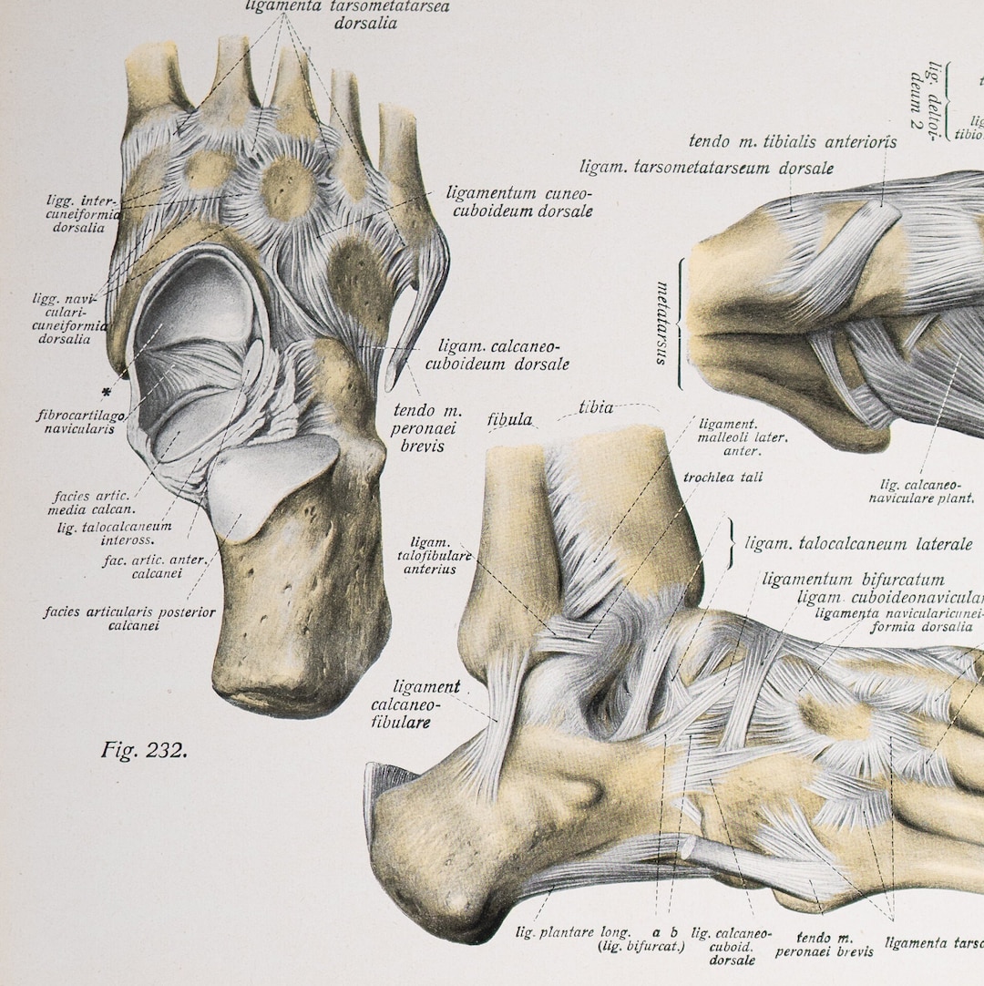 Joints and Ligaments: Foot, Midfoot and Toe / Human Anatomy ...