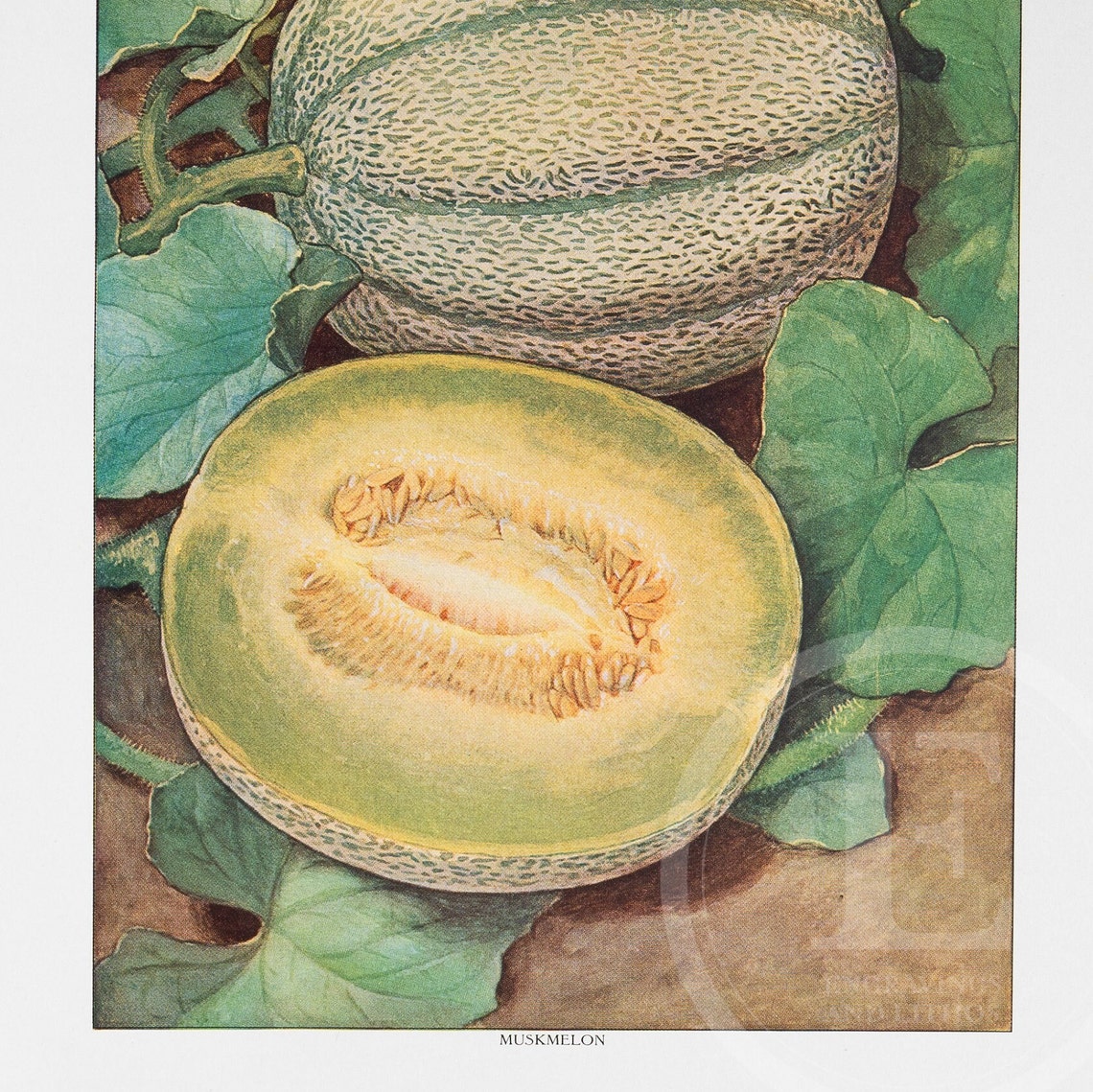 Muskmelon - Original Vintage Color Lithography 1911 - Etsy