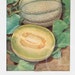 Muskmelon - Original Vintage Color Lithography 1911 - Etsy