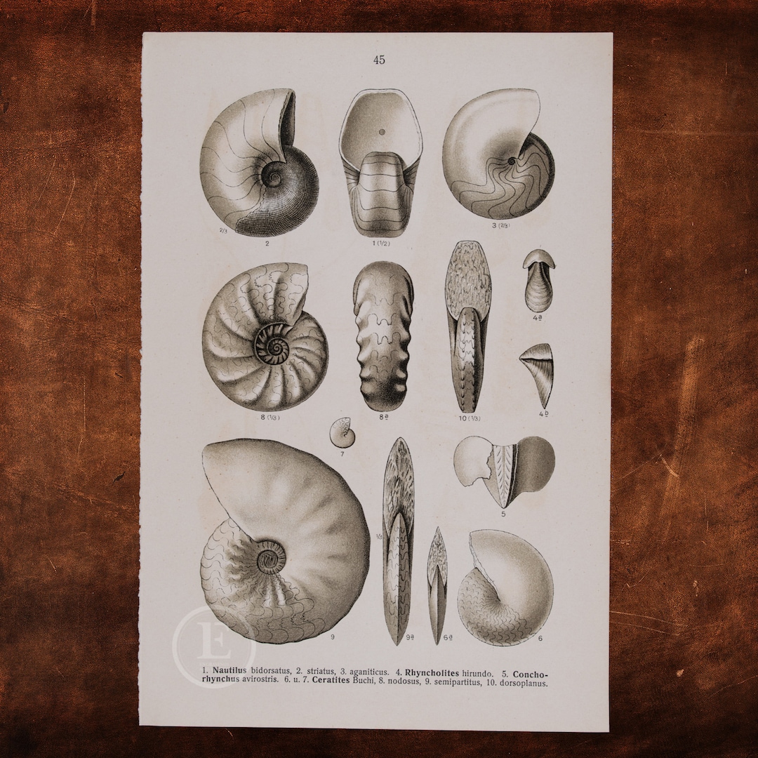 ANCIENT FOSSILS: Prehistoric Marine Organisms - Original Lithography of ...