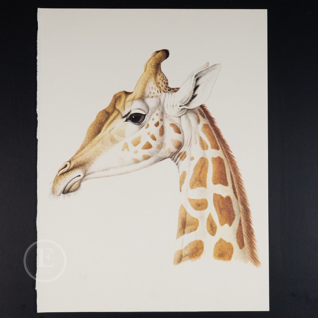 1970 Larousse Giraffe Print: Vintage Animal Lithograph - Etsy